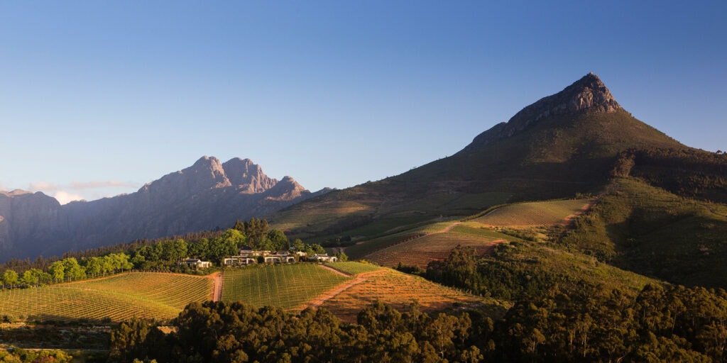 Cape Winelands | Scintilla