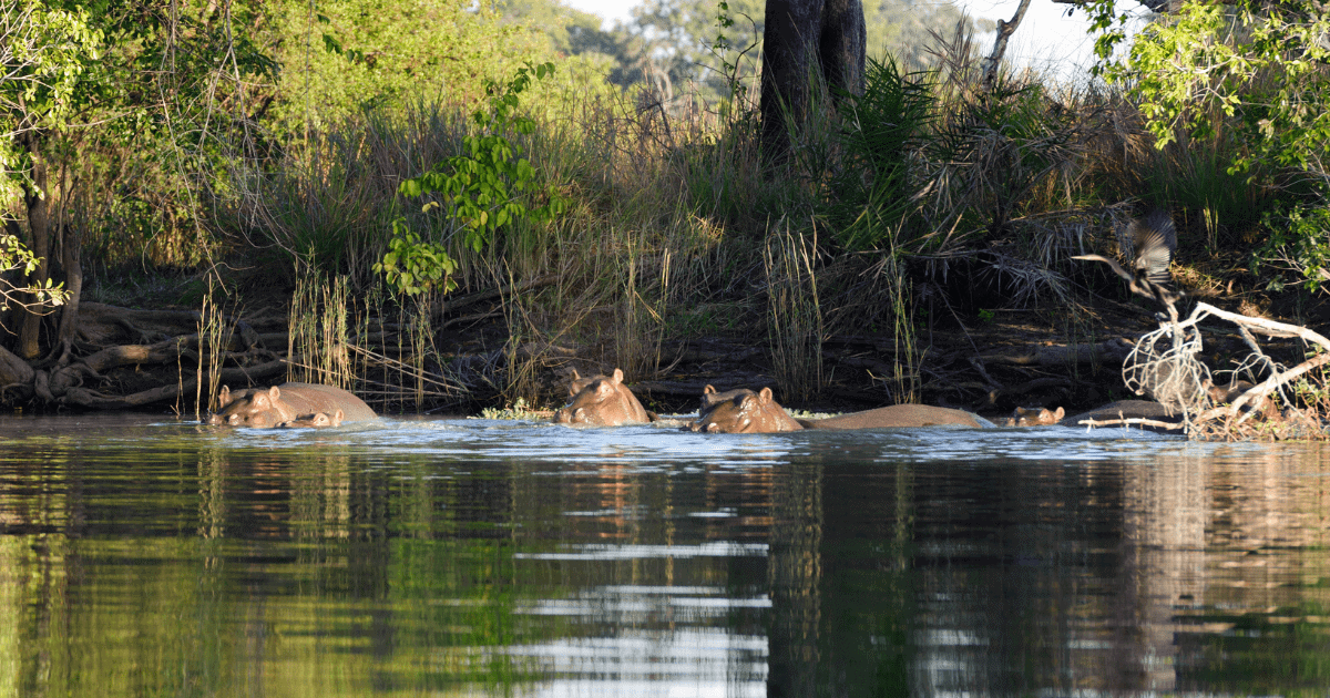 Discover the Incredible National Parks of Zambia – Scintilla