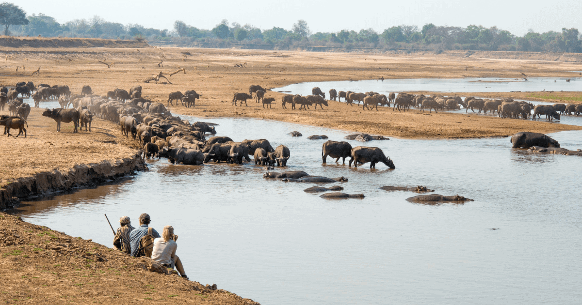 Discover the Incredible National Parks of Zambia – Scintilla